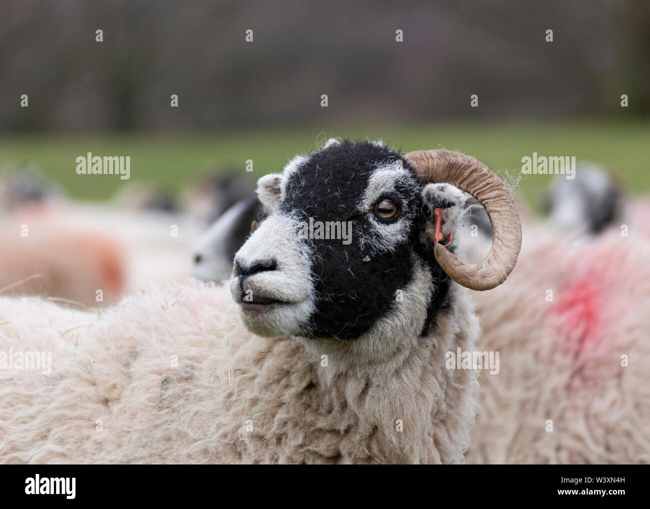 Sheep on Lancashire Farm UK Stock Photo - Alamy