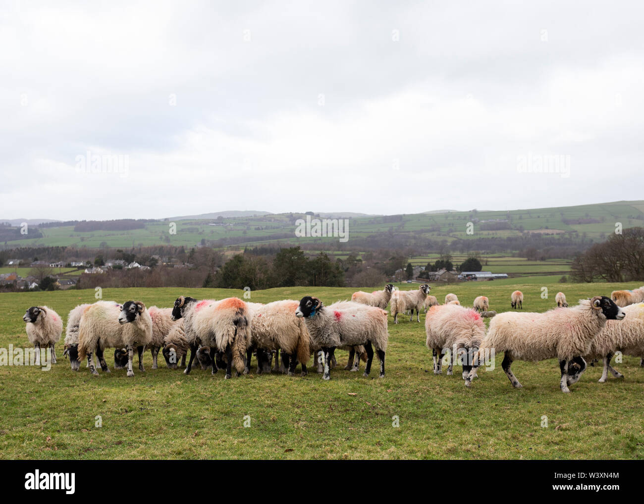 Sheep on Lancashire Farm UK Stock Photo - Alamy