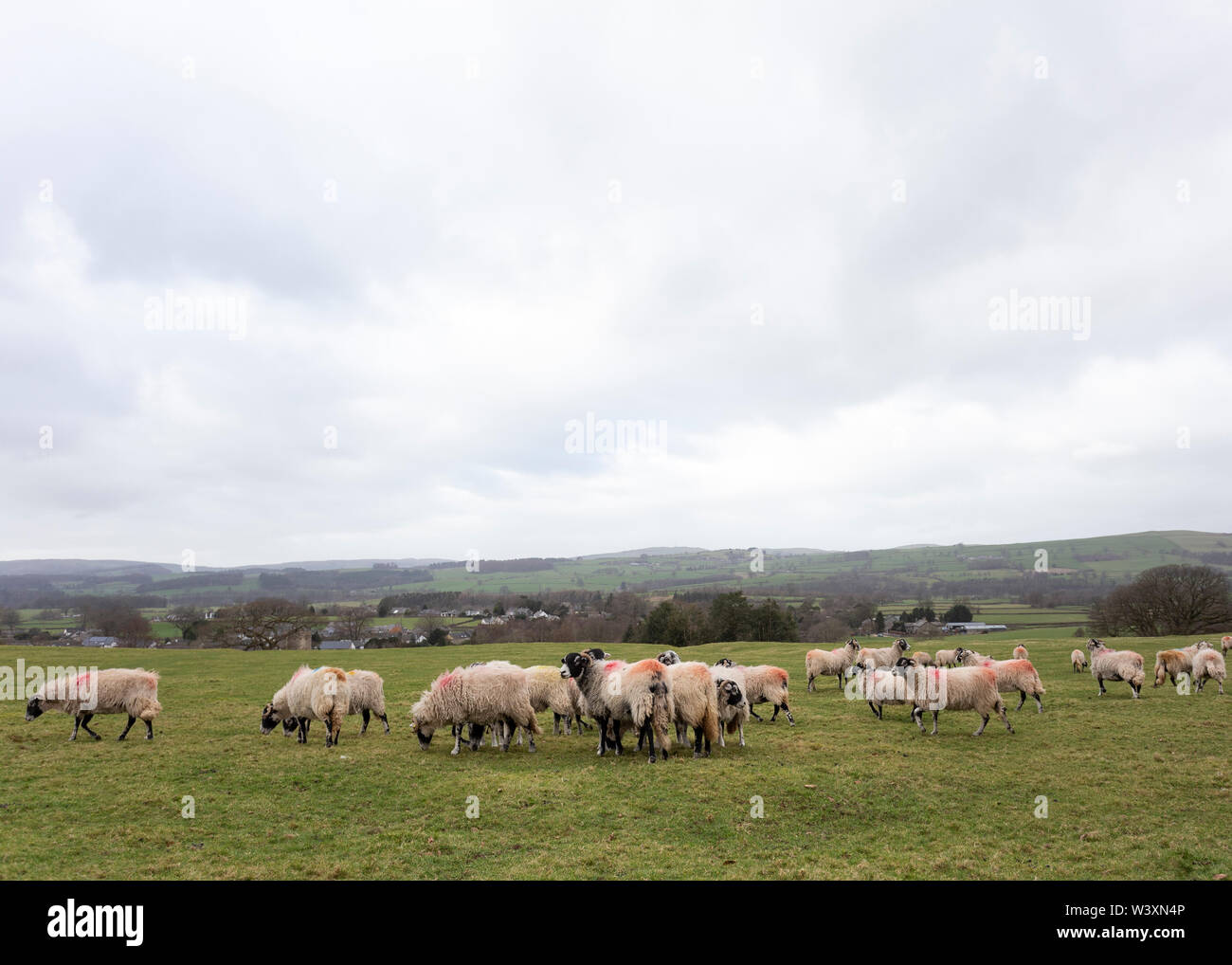 Sheep on Lancashire Farm UK Stock Photo - Alamy