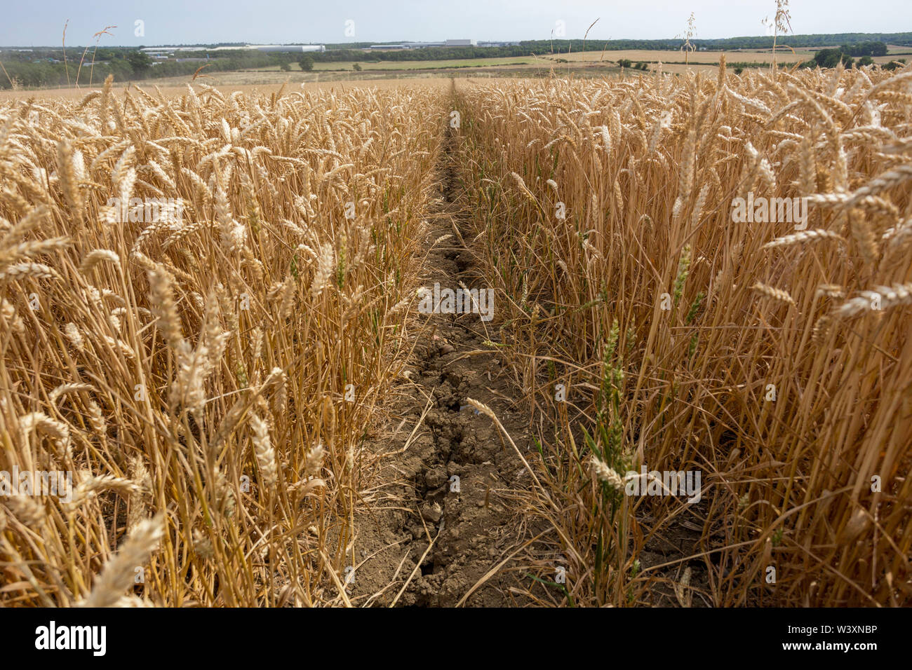 Dry soil in wheat field Cambridgeshire UK Stock Photo - Alamy