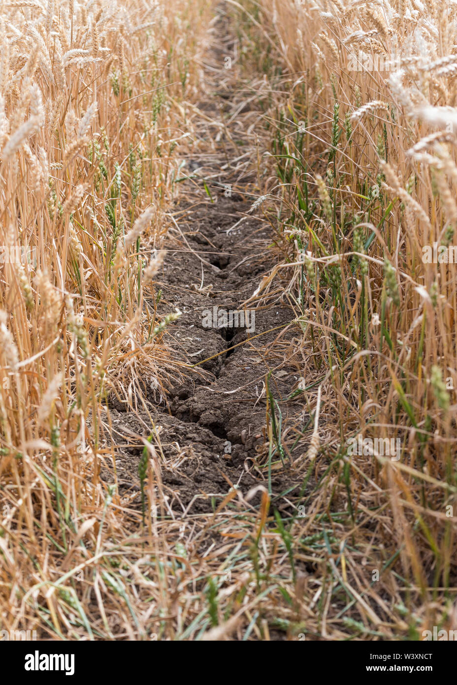 Dry soil in wheat field Cambridgeshire UK Stock Photo - Alamy