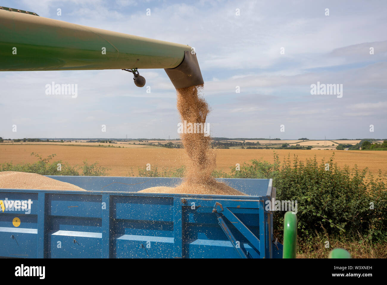 Transferring wheat hi-res stock photography and images - Alamy