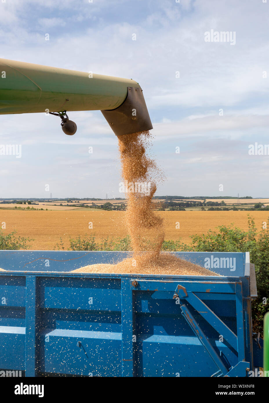 Transferring wheat grain from combine harvester to trailer UK Stock ...