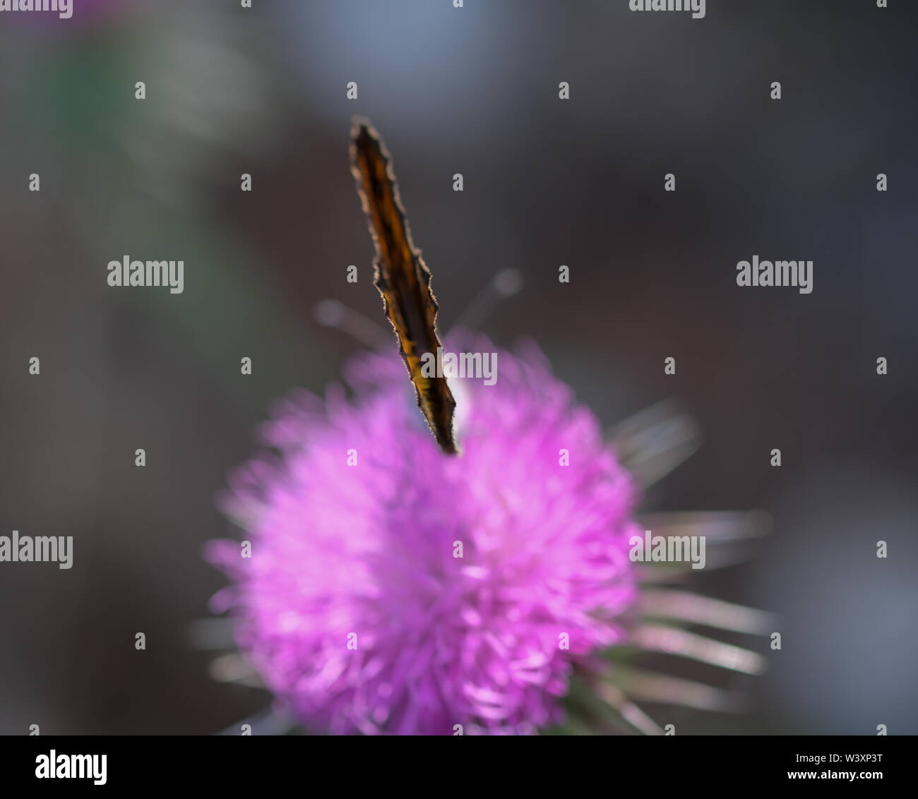 Butterfly closed wings hi-res stock photography and images - Alamy