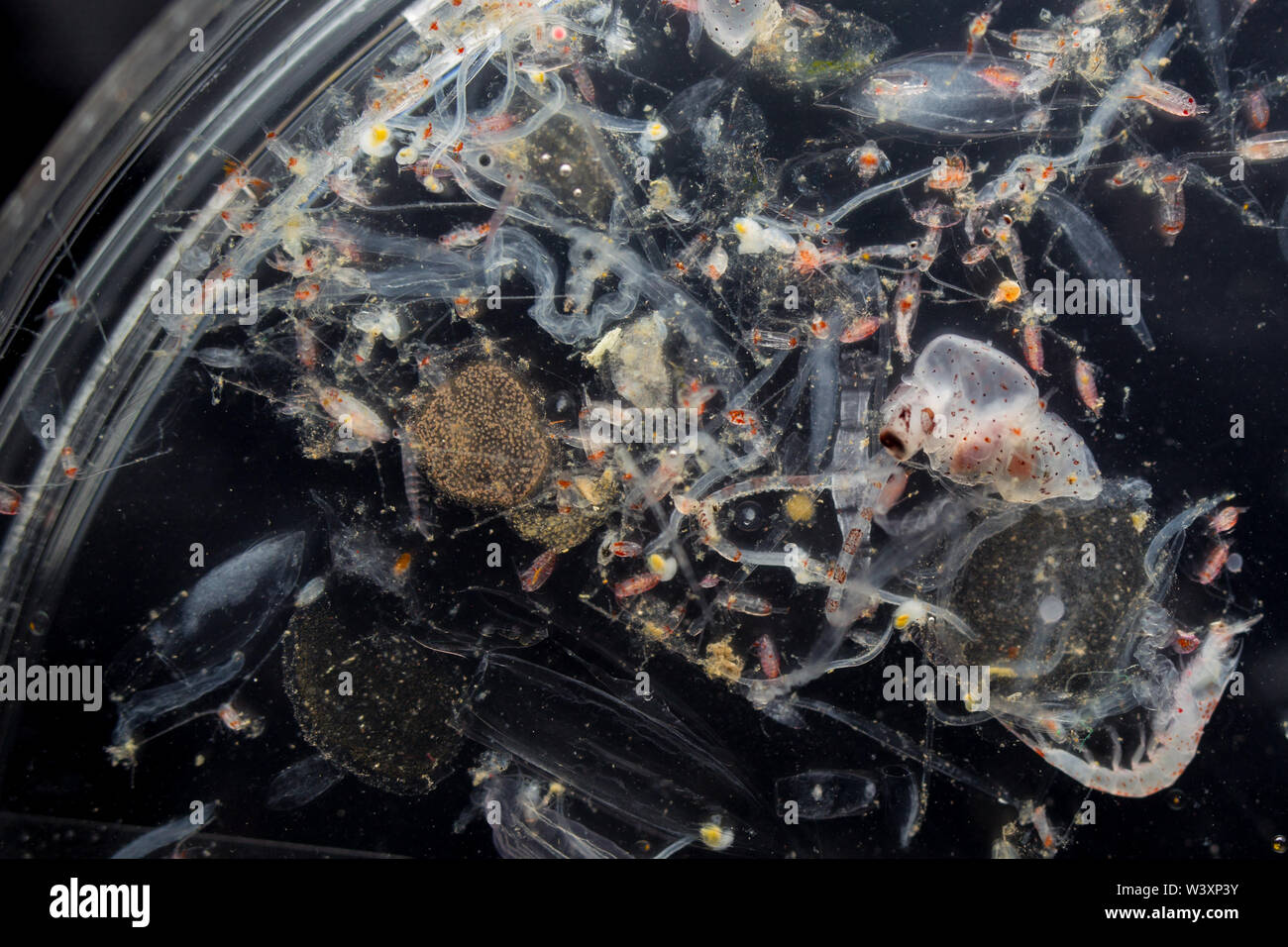 Plankton sample collected by marine biologists aboard oceanographic ...