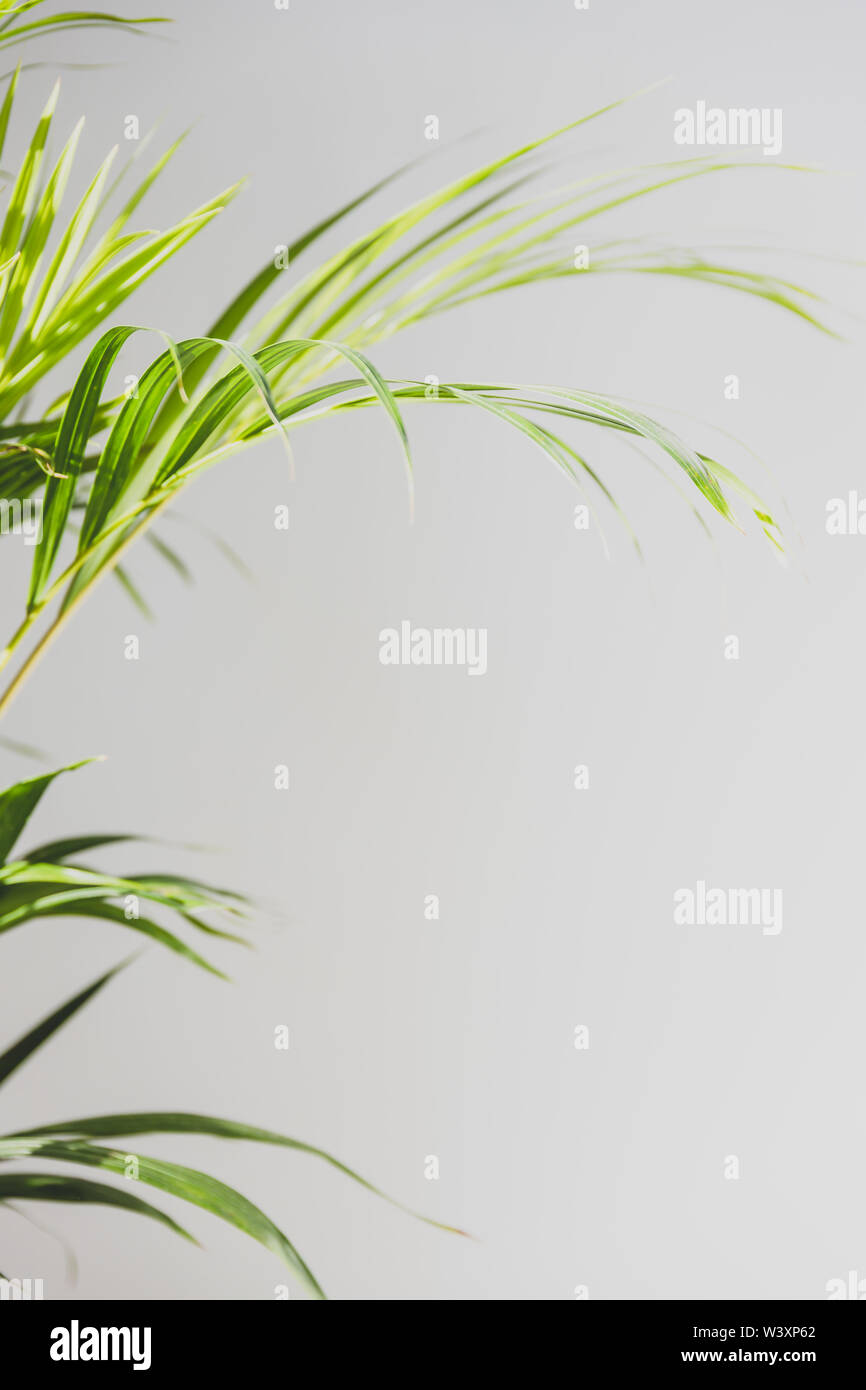 golden cane palm tree in indoor setting with white background and ...