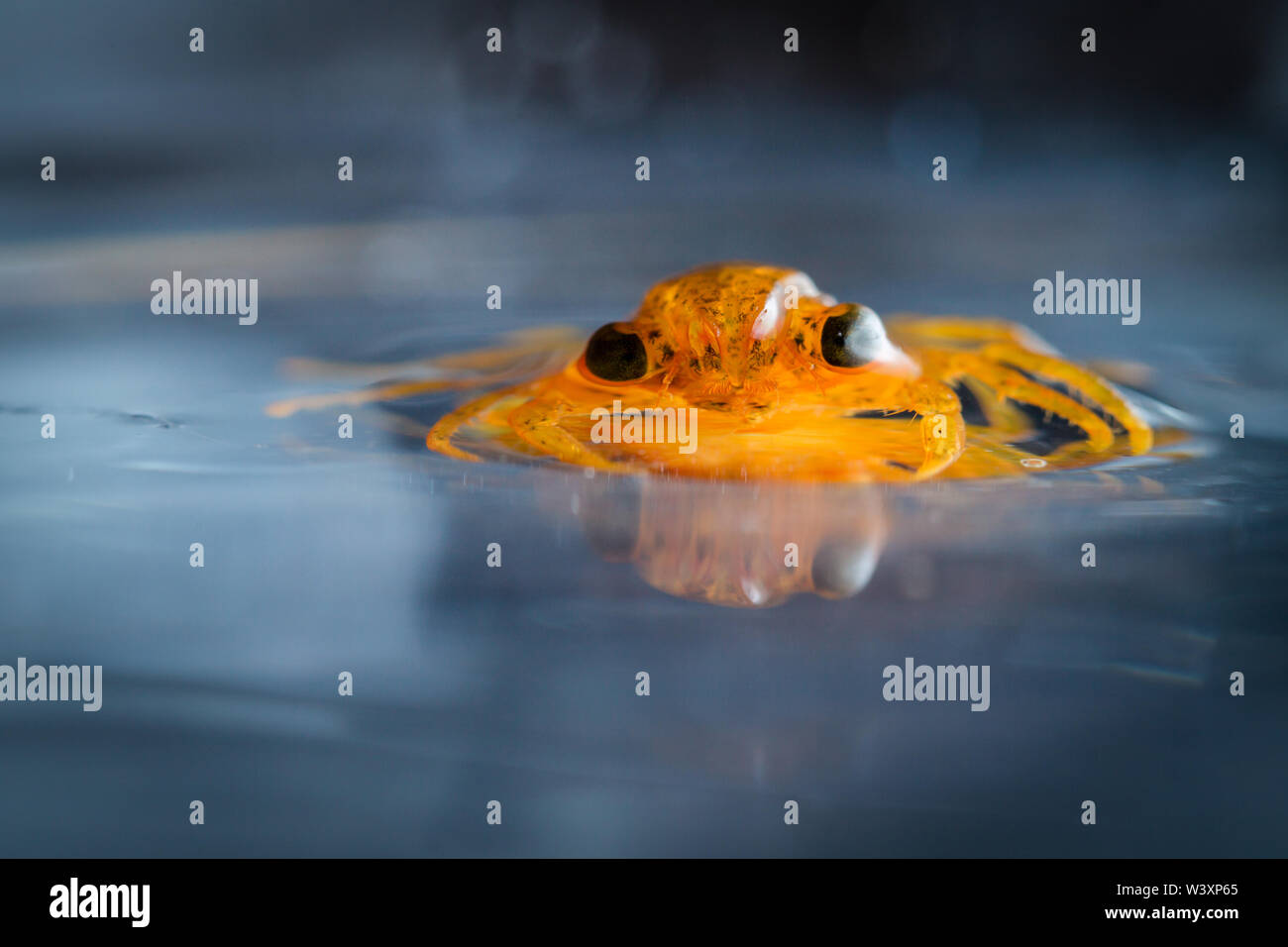 Larval crab hi-res stock photography and images - Alamy