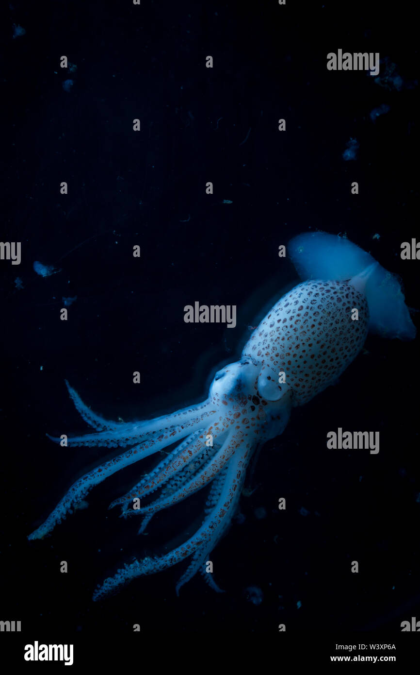 Sample collected by marine biologists aboard oceanographic research ...