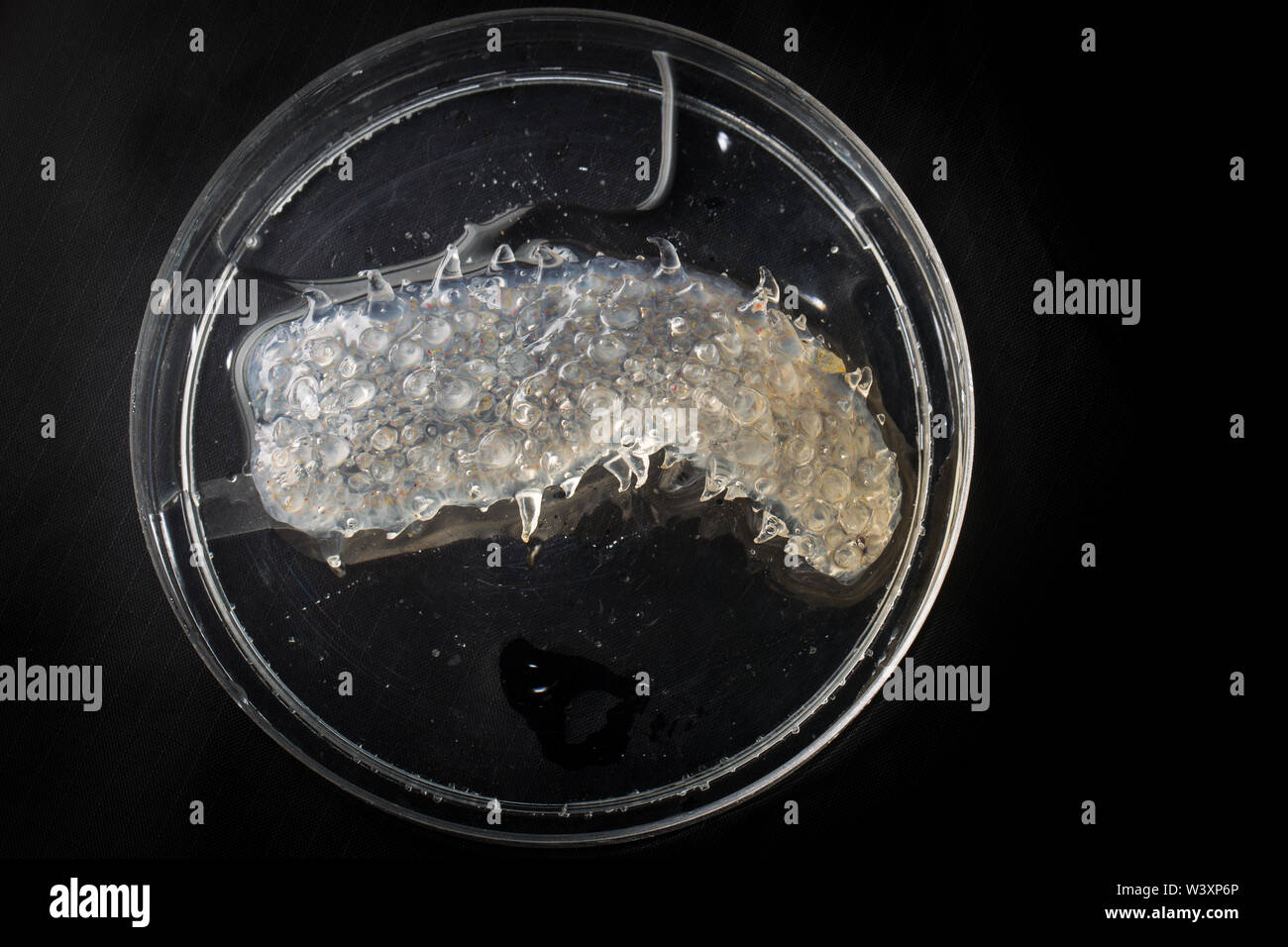 Salp pyrosoma sp hi-res stock photography and images - Alamy