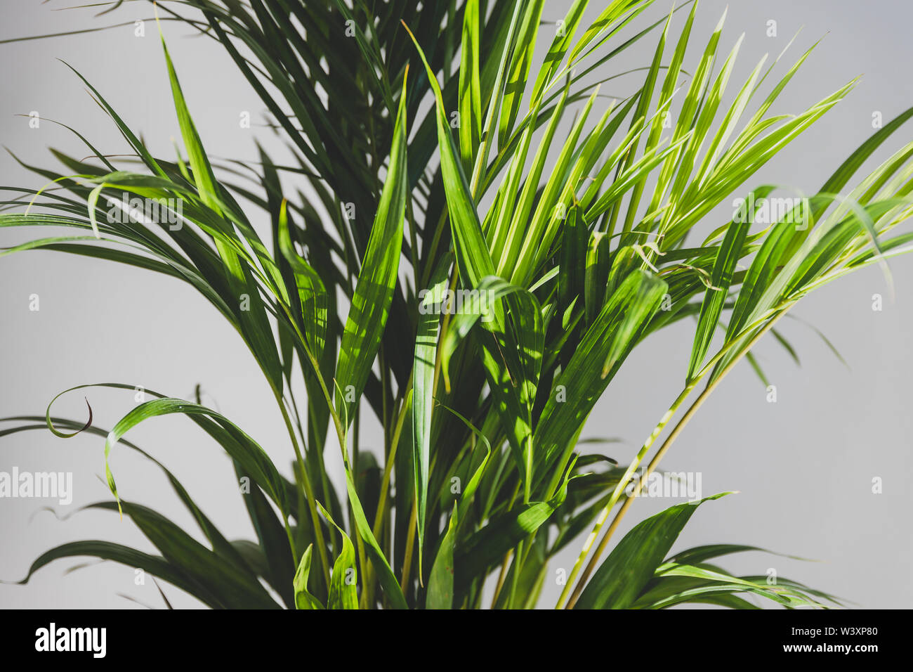 golden cane palm tree in indoor setting with white background and ...