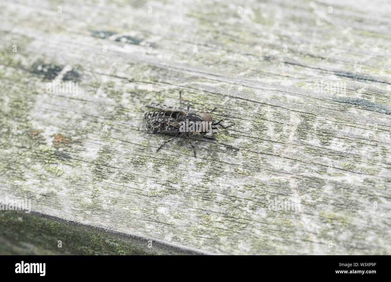 Horse Fly Cleg High Resolution Stock Photography and Images - Alamy