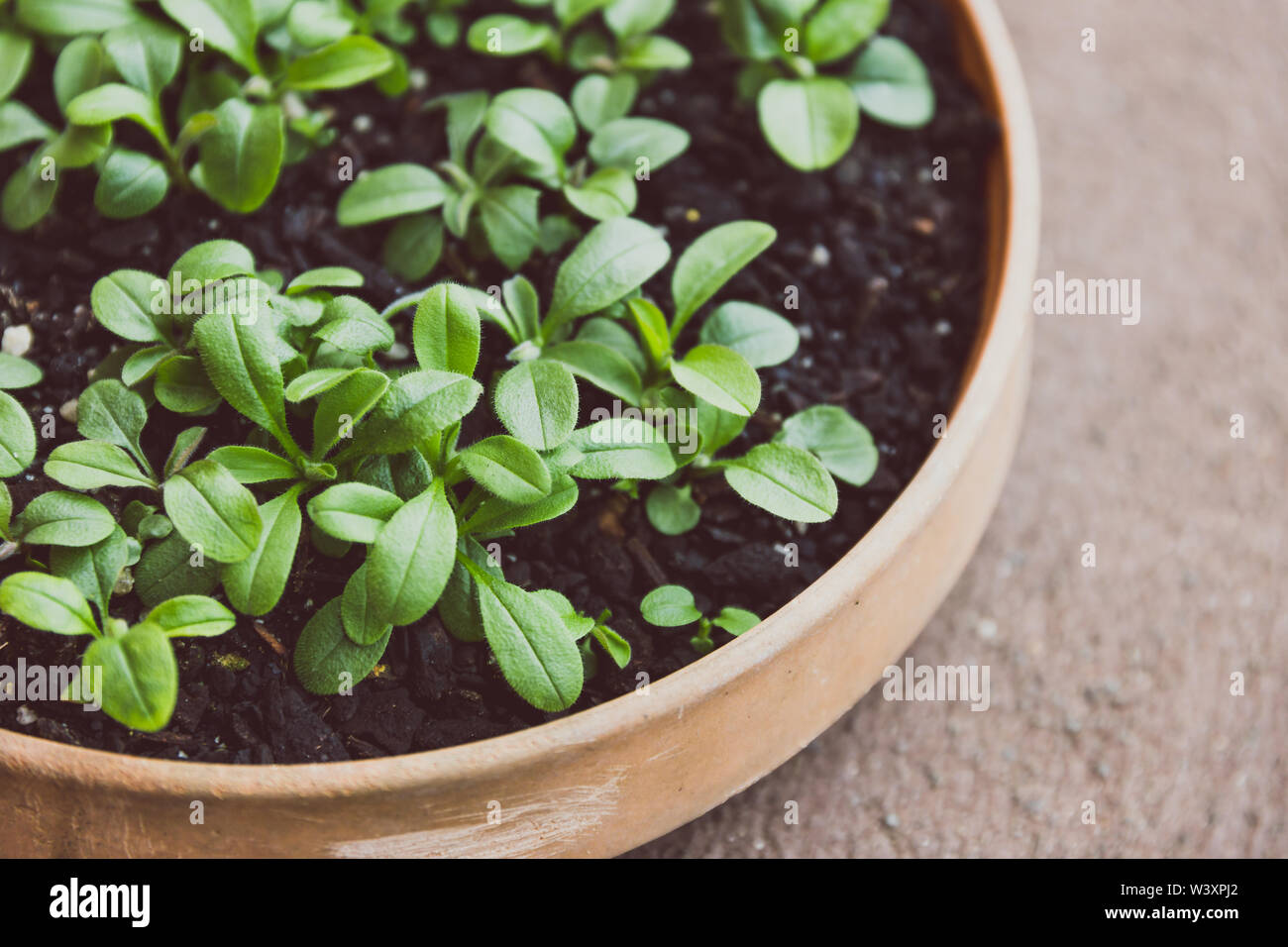 Forget Me Not Seedlings