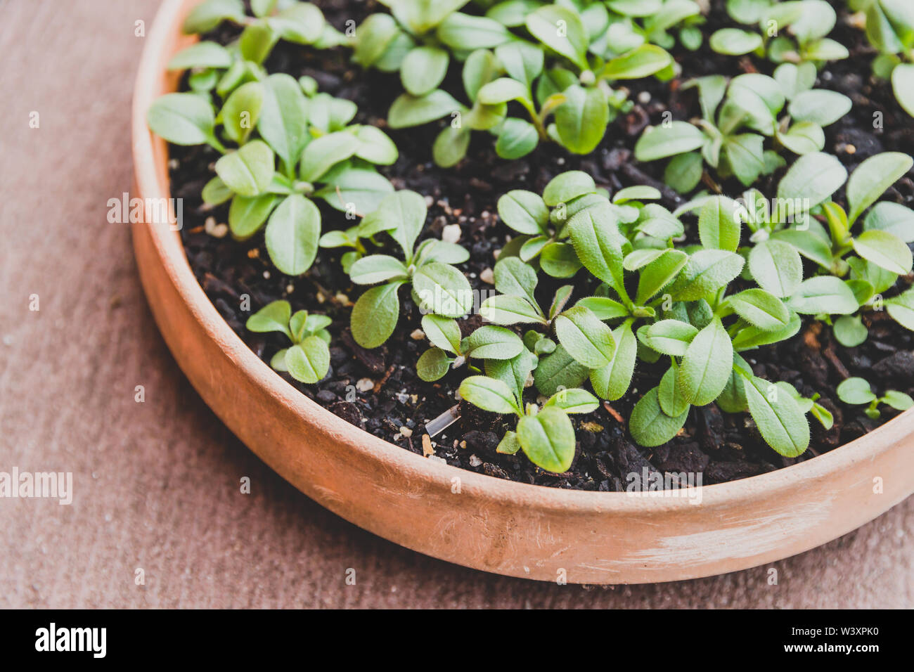 Forget Me Not Seedlings