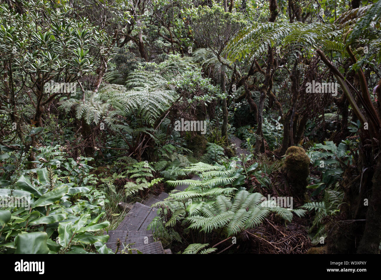 The boggy Alakai Swamp Trail features sections of wooden board walk to ...