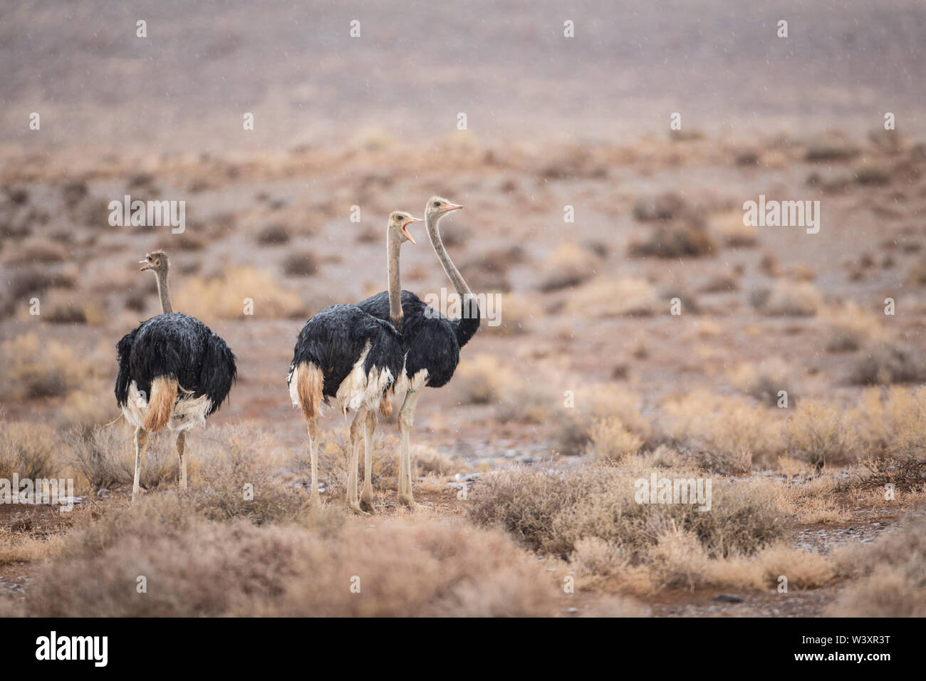 Tankwa Karoo National Park, Northern Cape, South Africa's arid ...