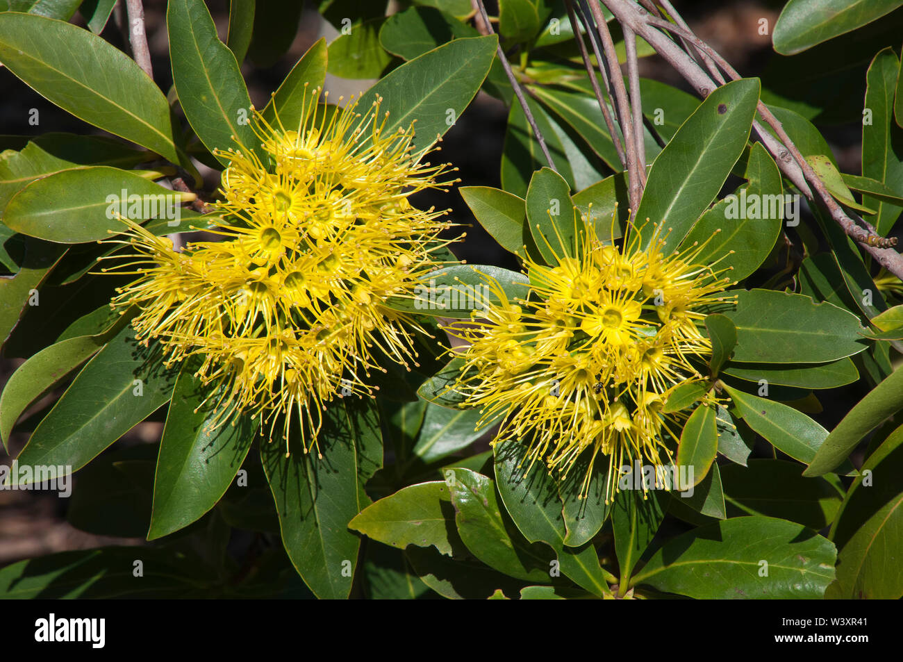 Golden penda tree hi-res stock photography and images - Alamy