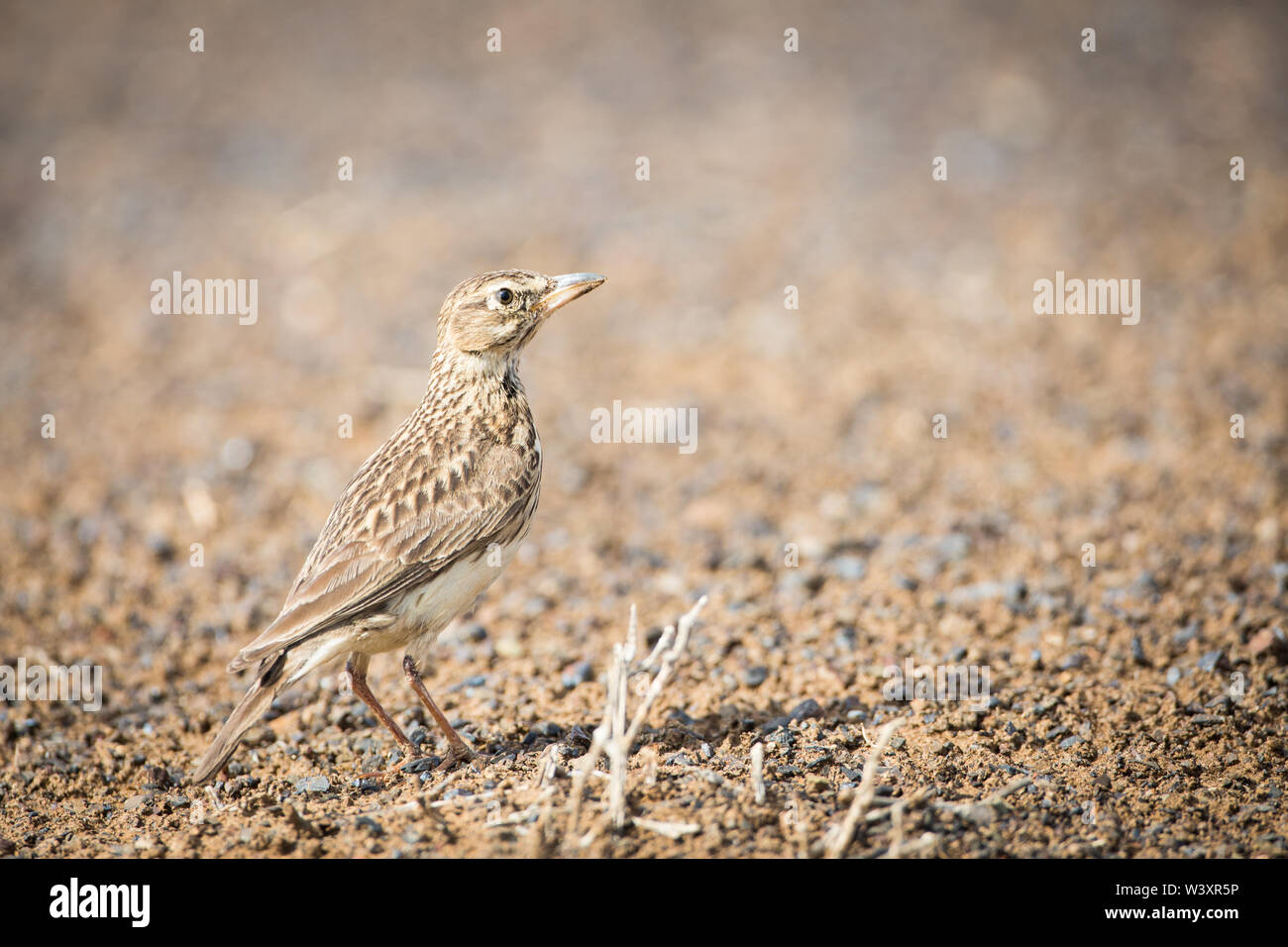 Tankwa Karoo National Park, Northern Cape, South Africa's arid ...