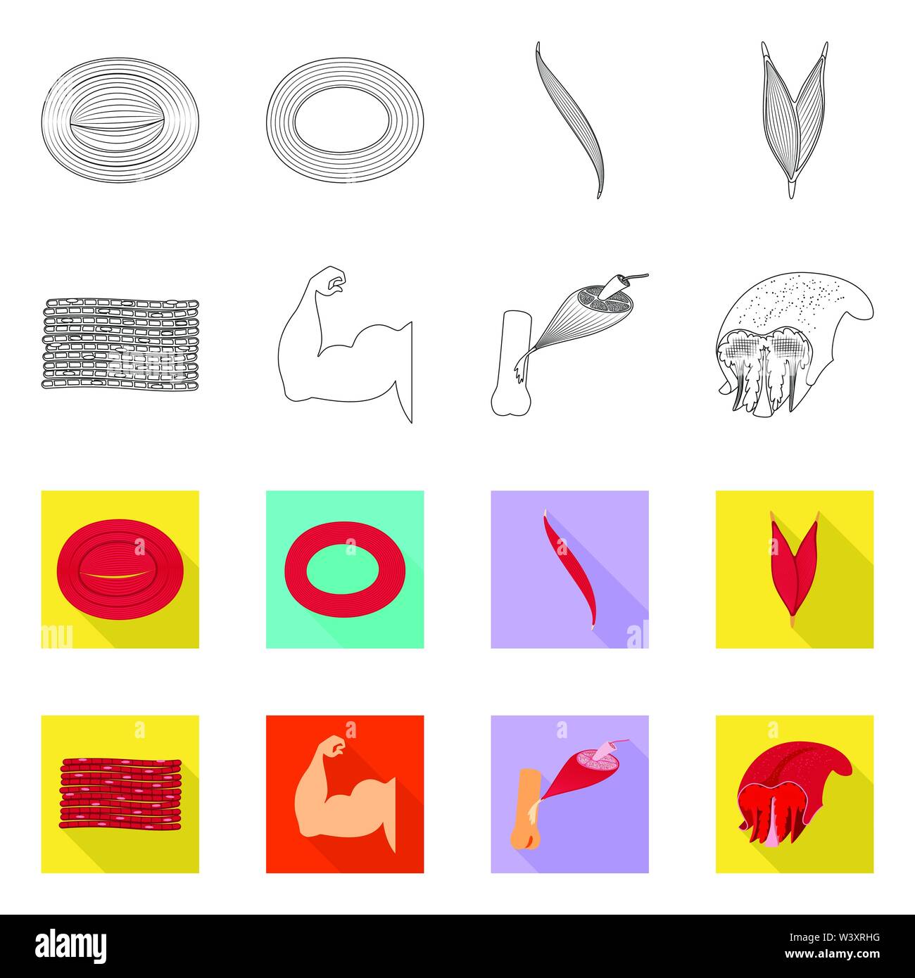 Vector illustration of fiber and muscular sign. Set of fiber and body ...