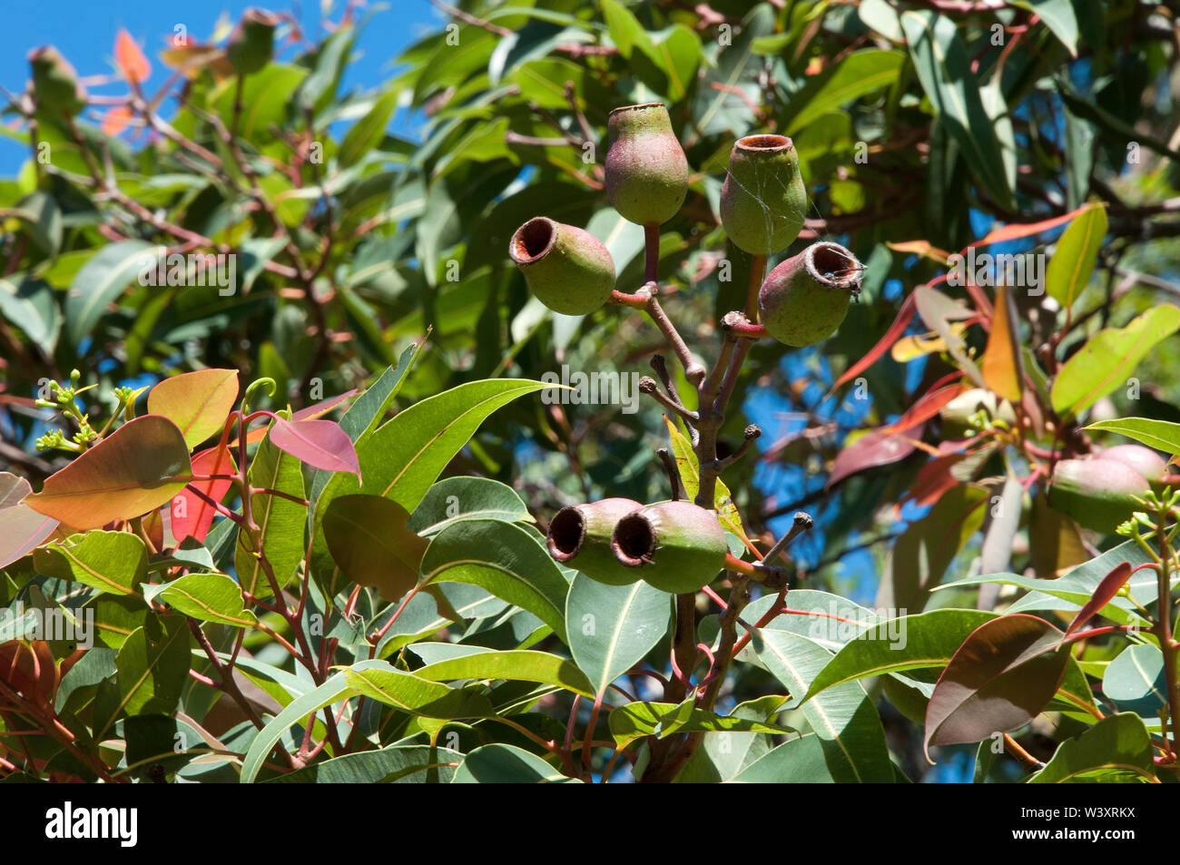 Large Gum Nuts High Resolution Stock Photography and Images - Alamy
