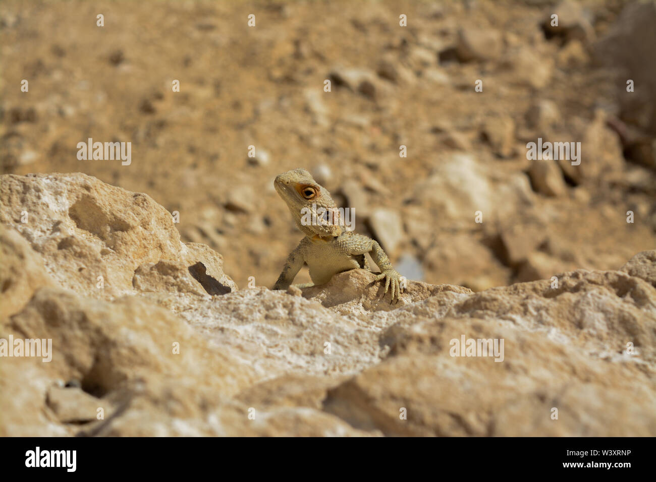 Lizard in the desert Stock Photo - Alamy