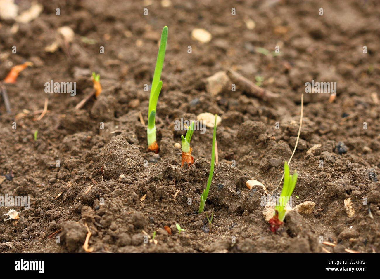 Vegetable plantlets hi-res stock photography and images - Alamy