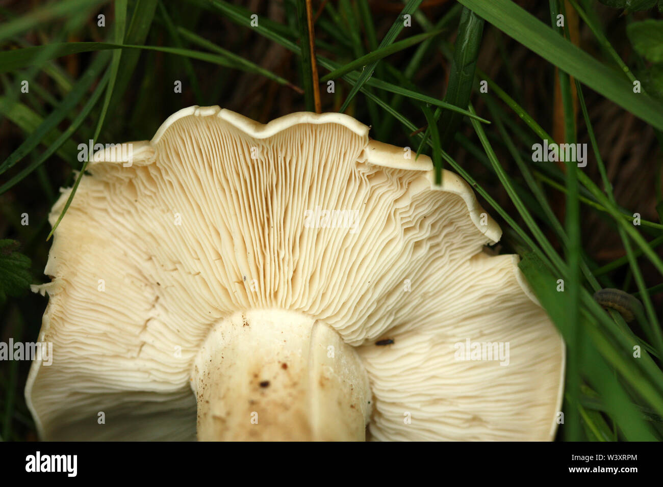 Rib grass hi-res stock photography and images - Alamy