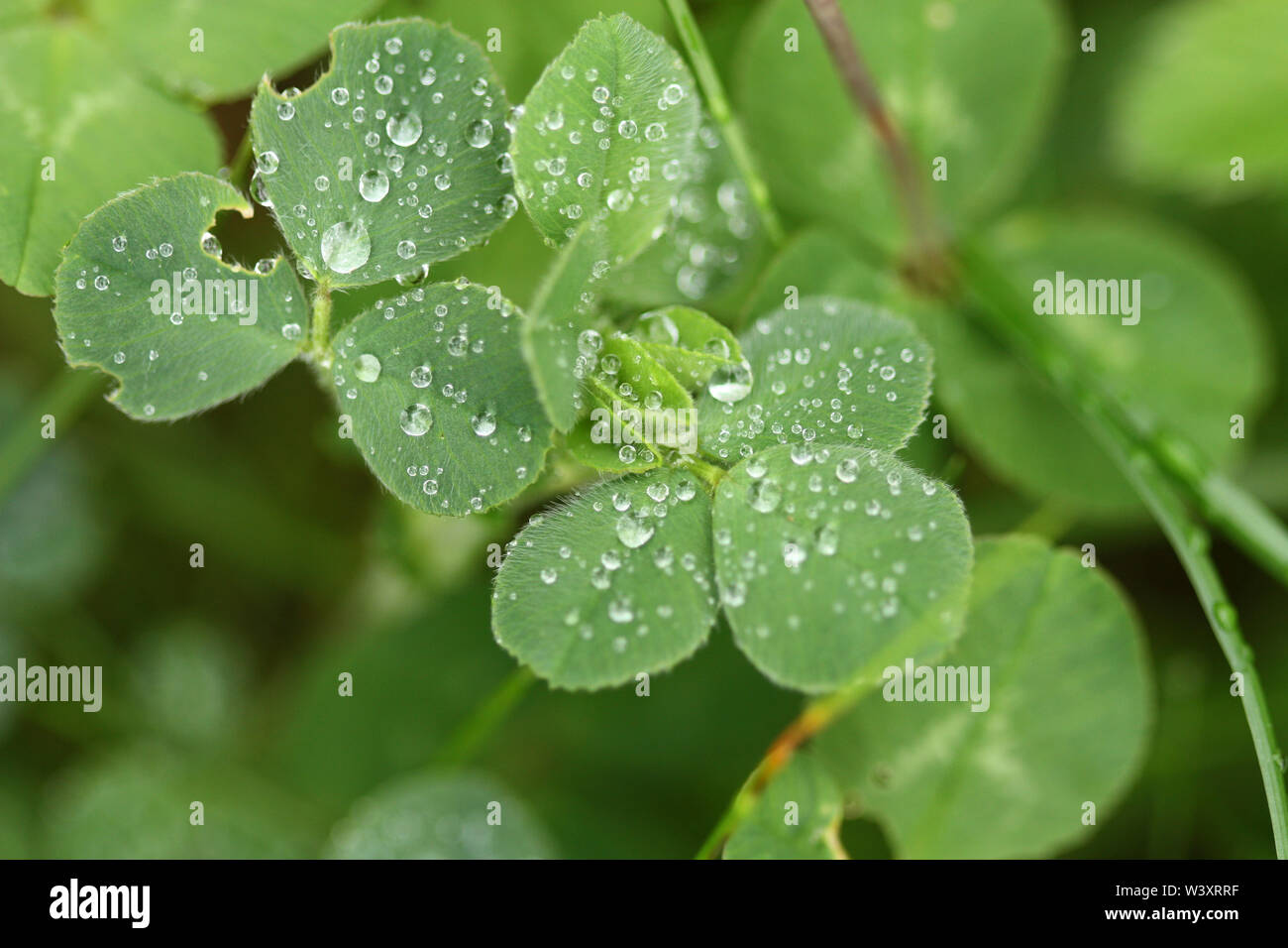 Eaten clover hi-res stock photography and images - Alamy