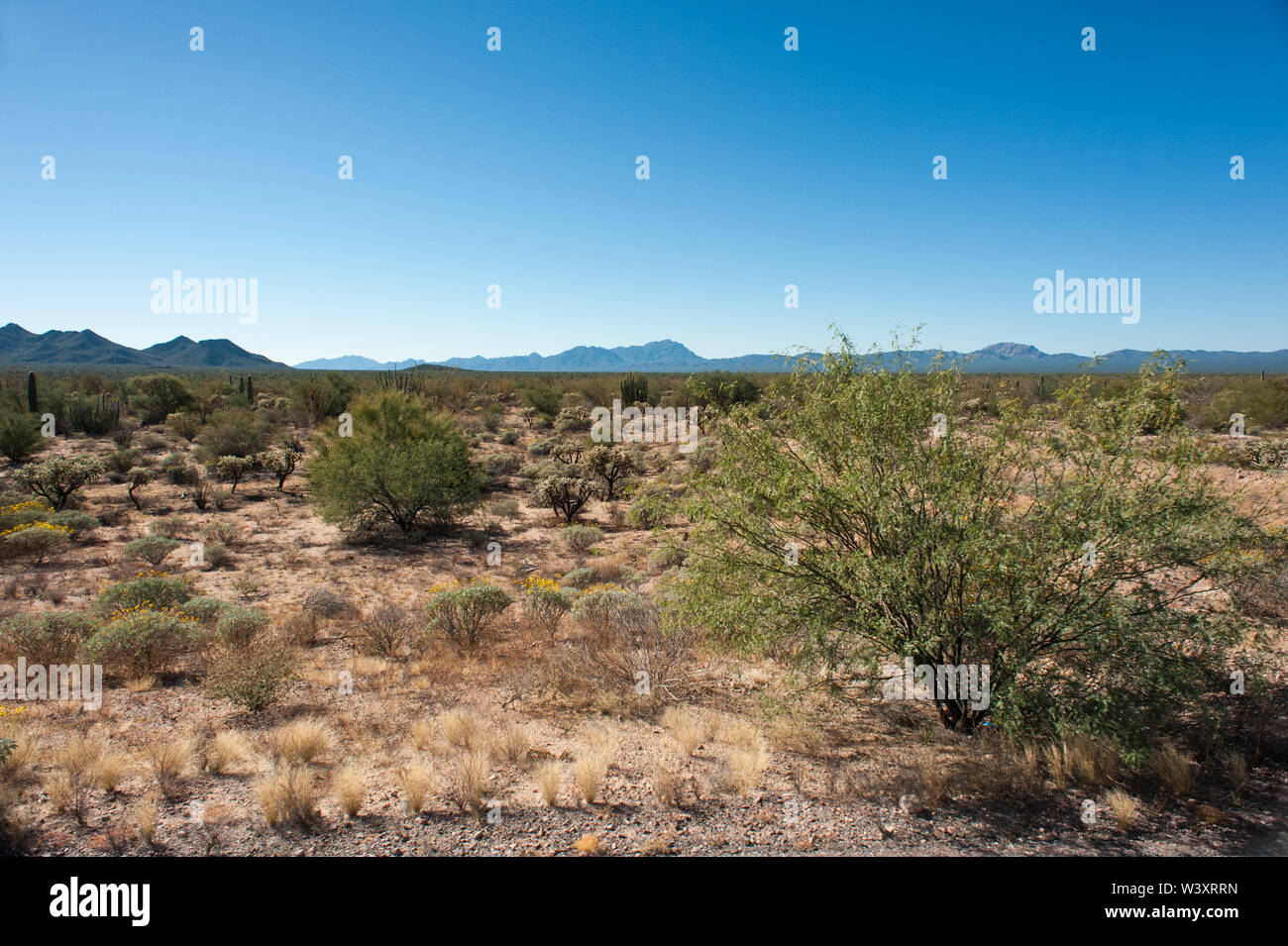 Sonora desert mexico hi-res stock photography and images - Alamy