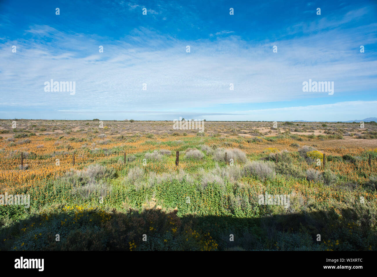 Sonora desert mexico hi-res stock photography and images - Alamy