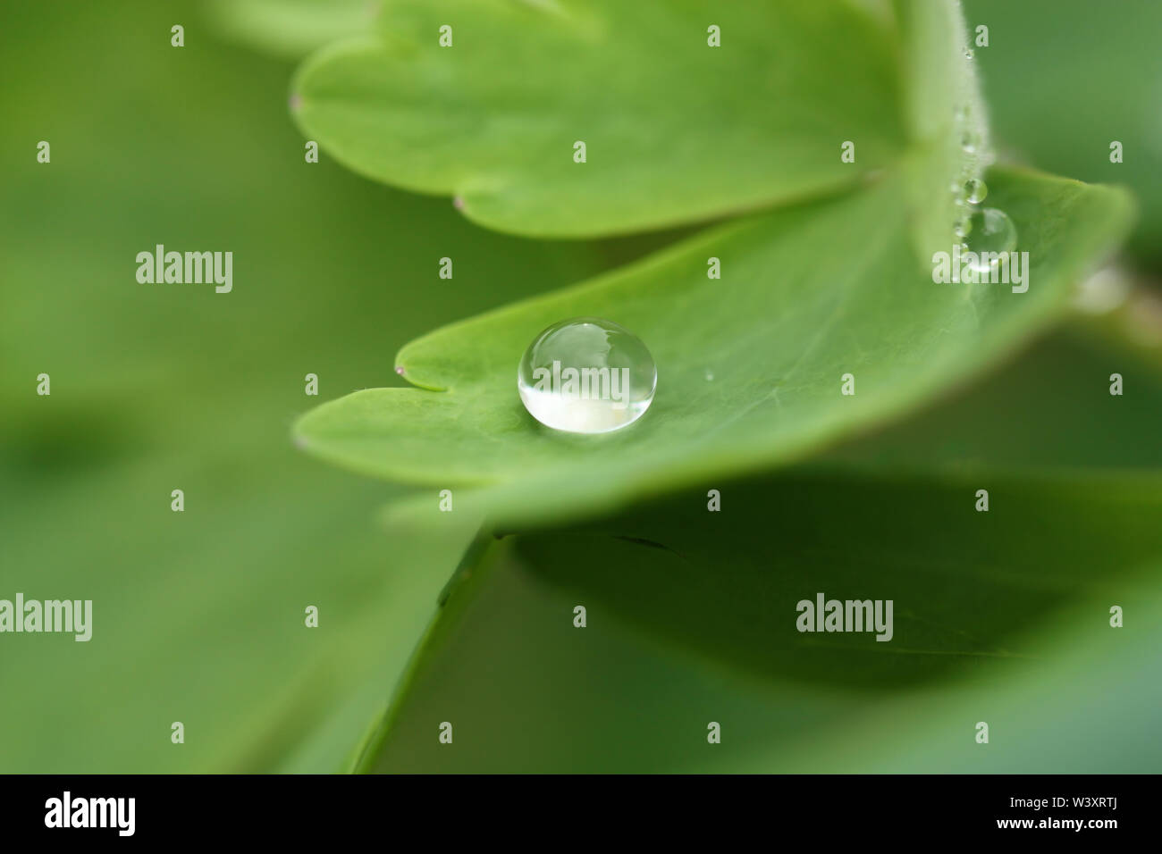 Perfect round raindrop on plant leaf - macro Stock Photo - Alamy