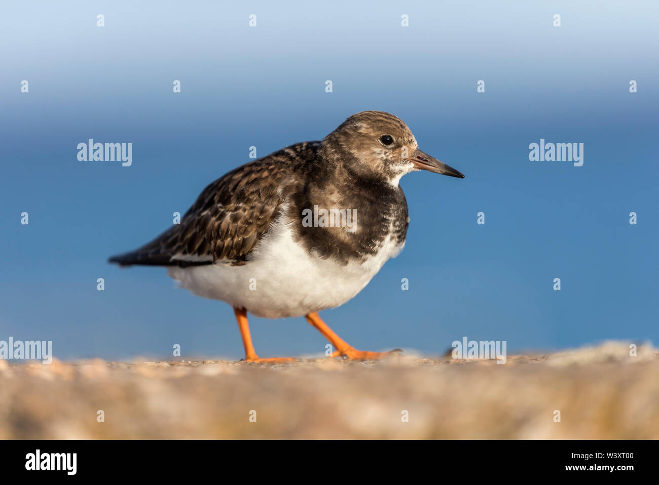 Turnstone bird winter hi-res stock photography and images - Alamy