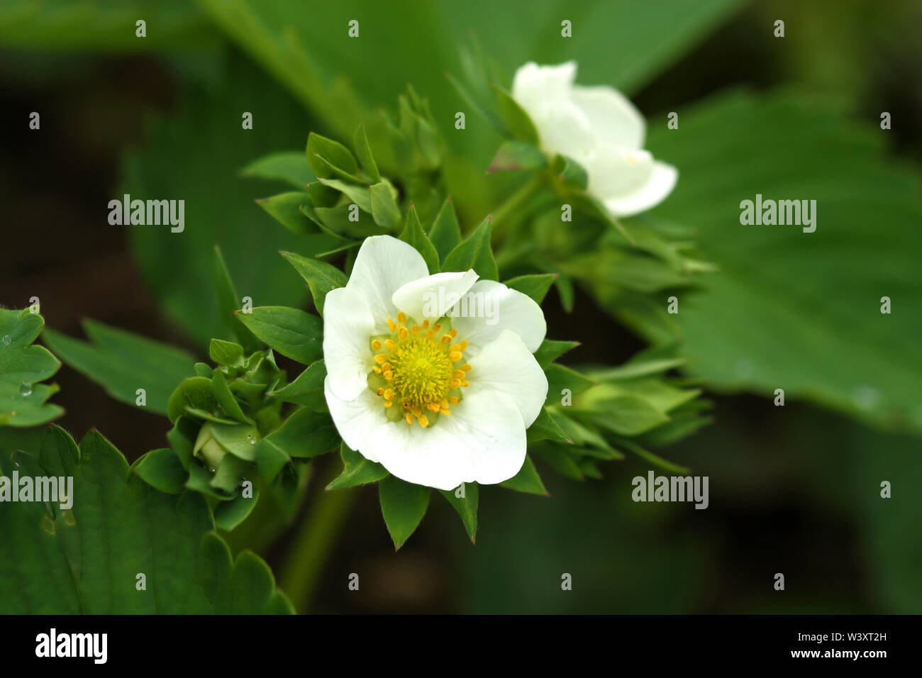 White strawberry flower hi-res stock photography and images - Alamy