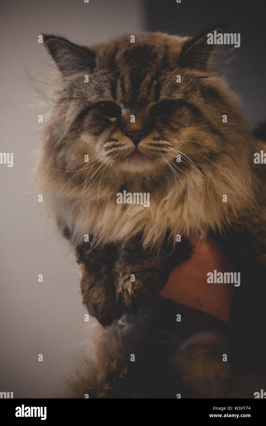 Alaskan Cat, Cat Show Stock Photo - Alamy