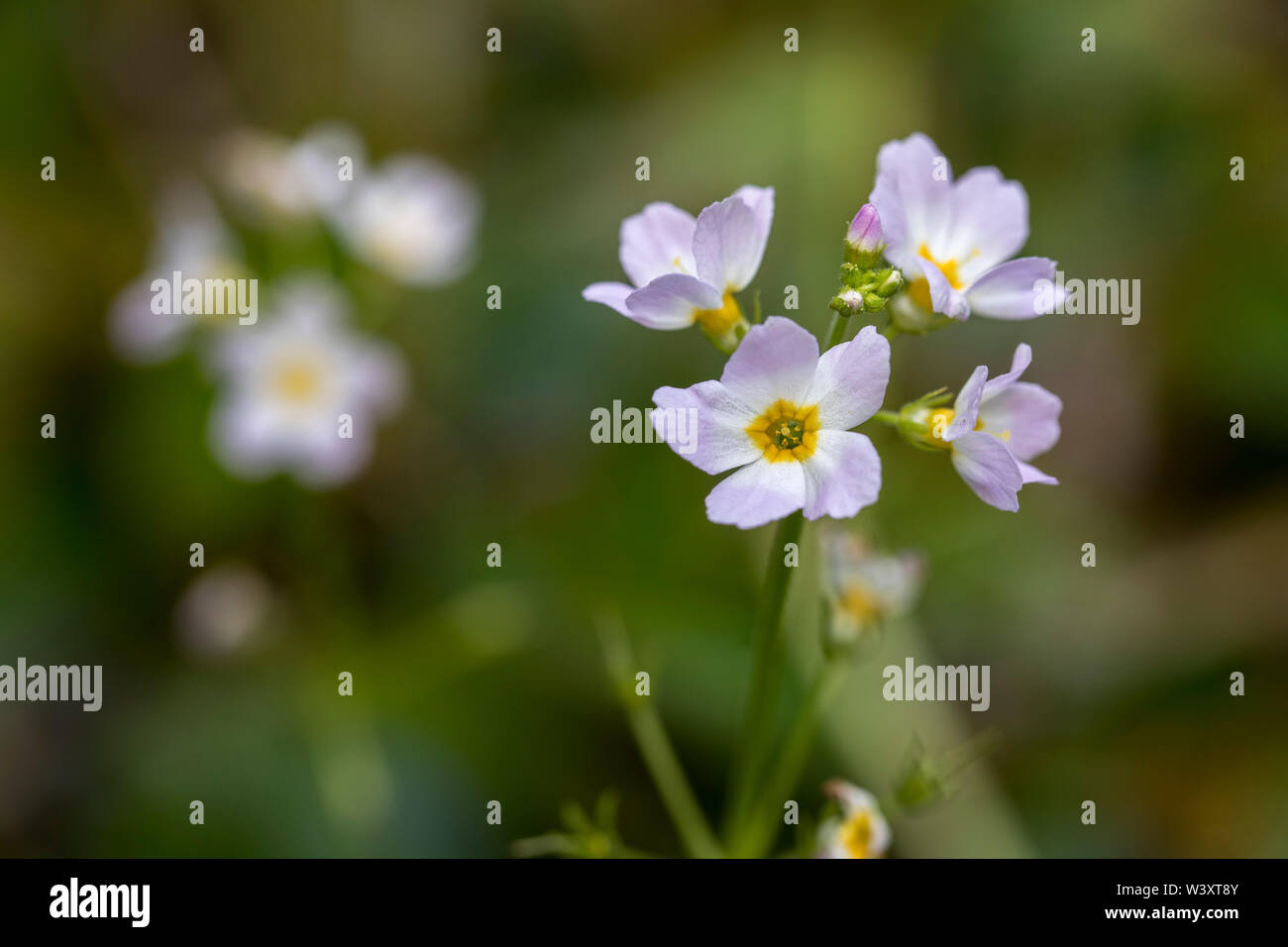 Water Violet Flower High Resolution Stock Photography and Images - Alamy