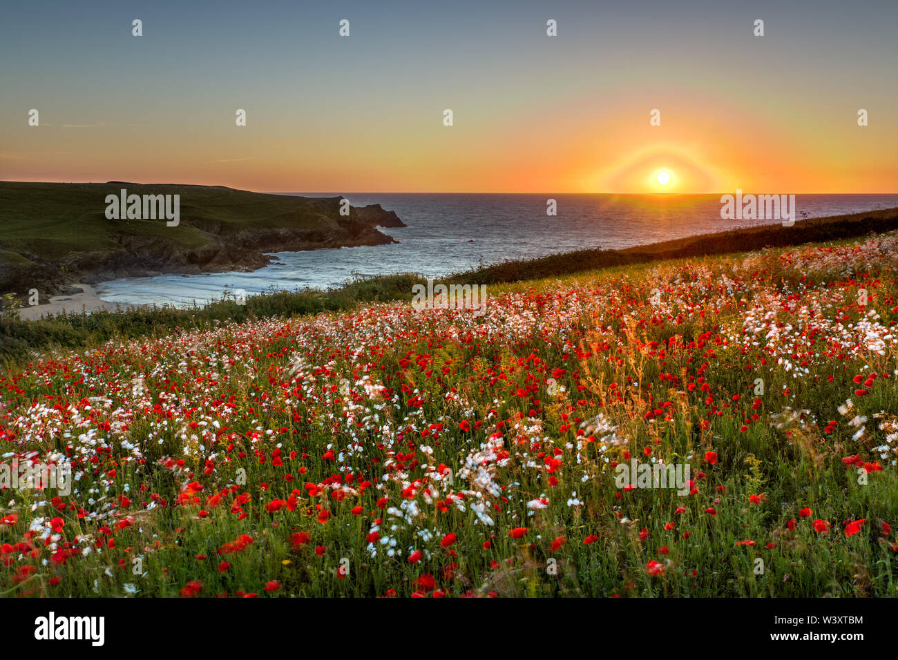 Red sunset flowers sea cornwall hi-res stock photography and images - Alamy