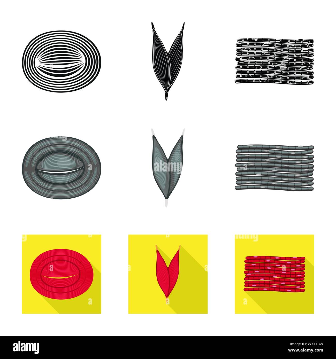 Vector illustration of fiber and muscular symbol. Set of fiber and body ...