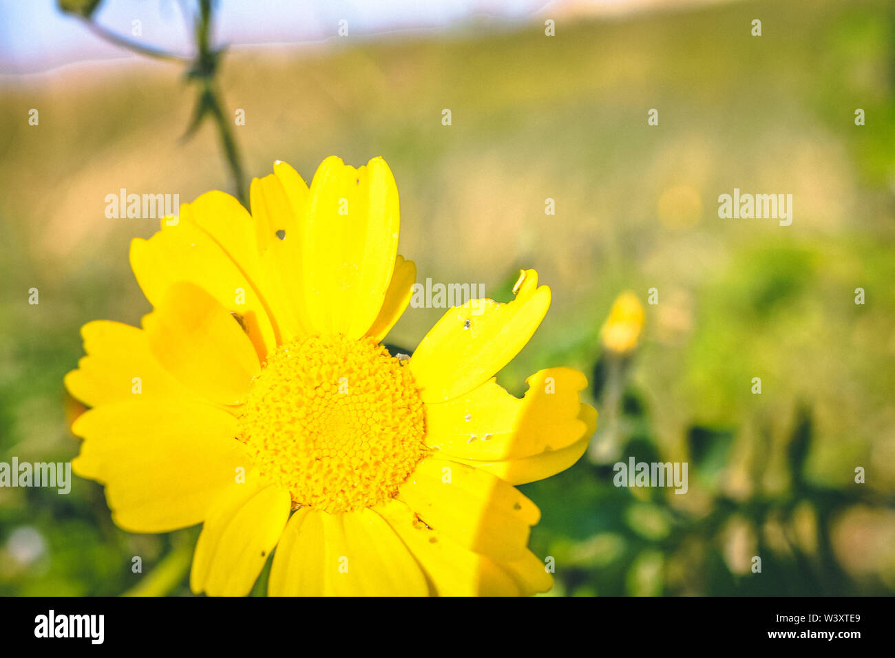 Yellow photography hi-res stock photography and images - Alamy