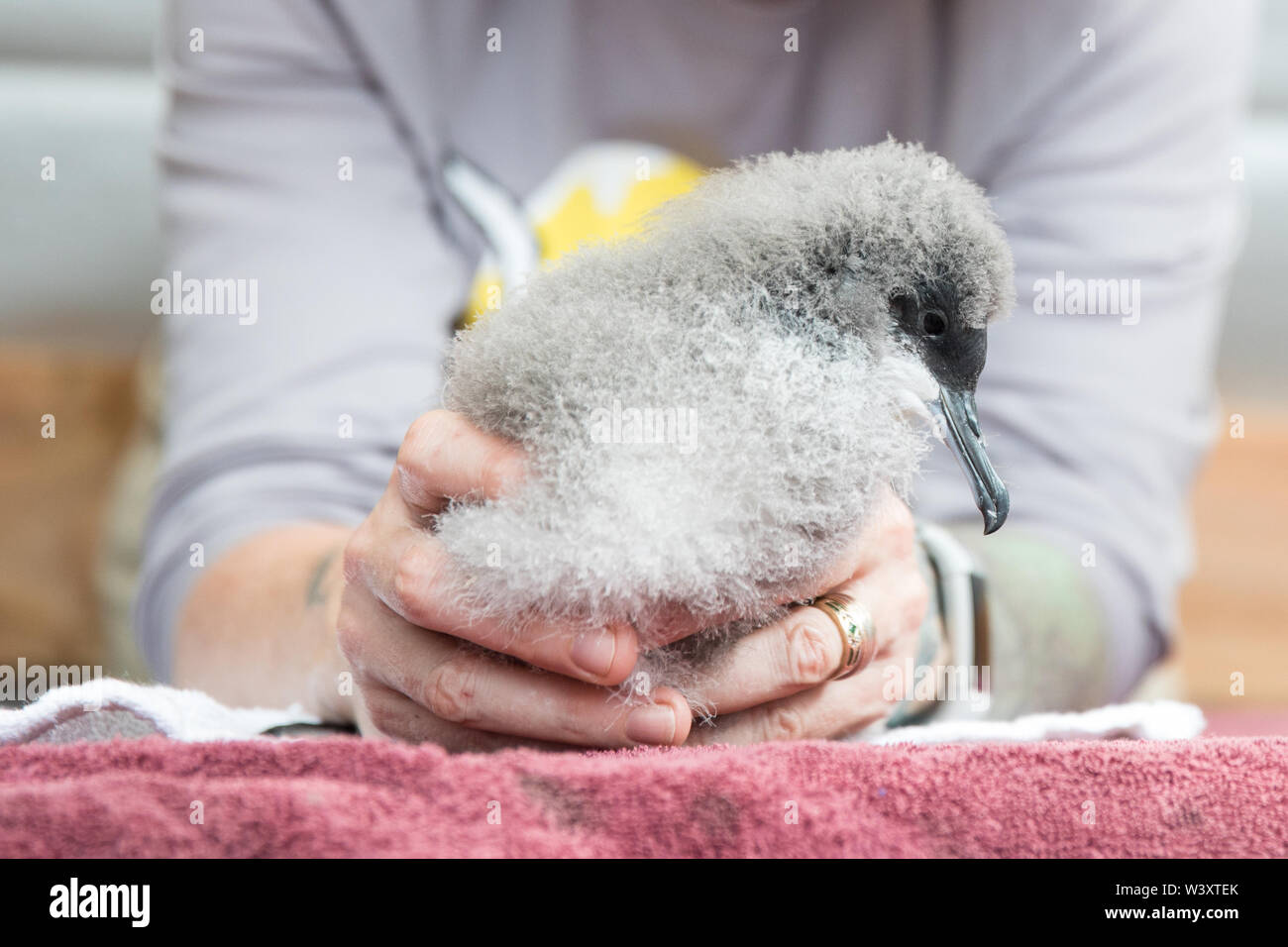 Newells shearwater hi-res stock photography and images - Alamy