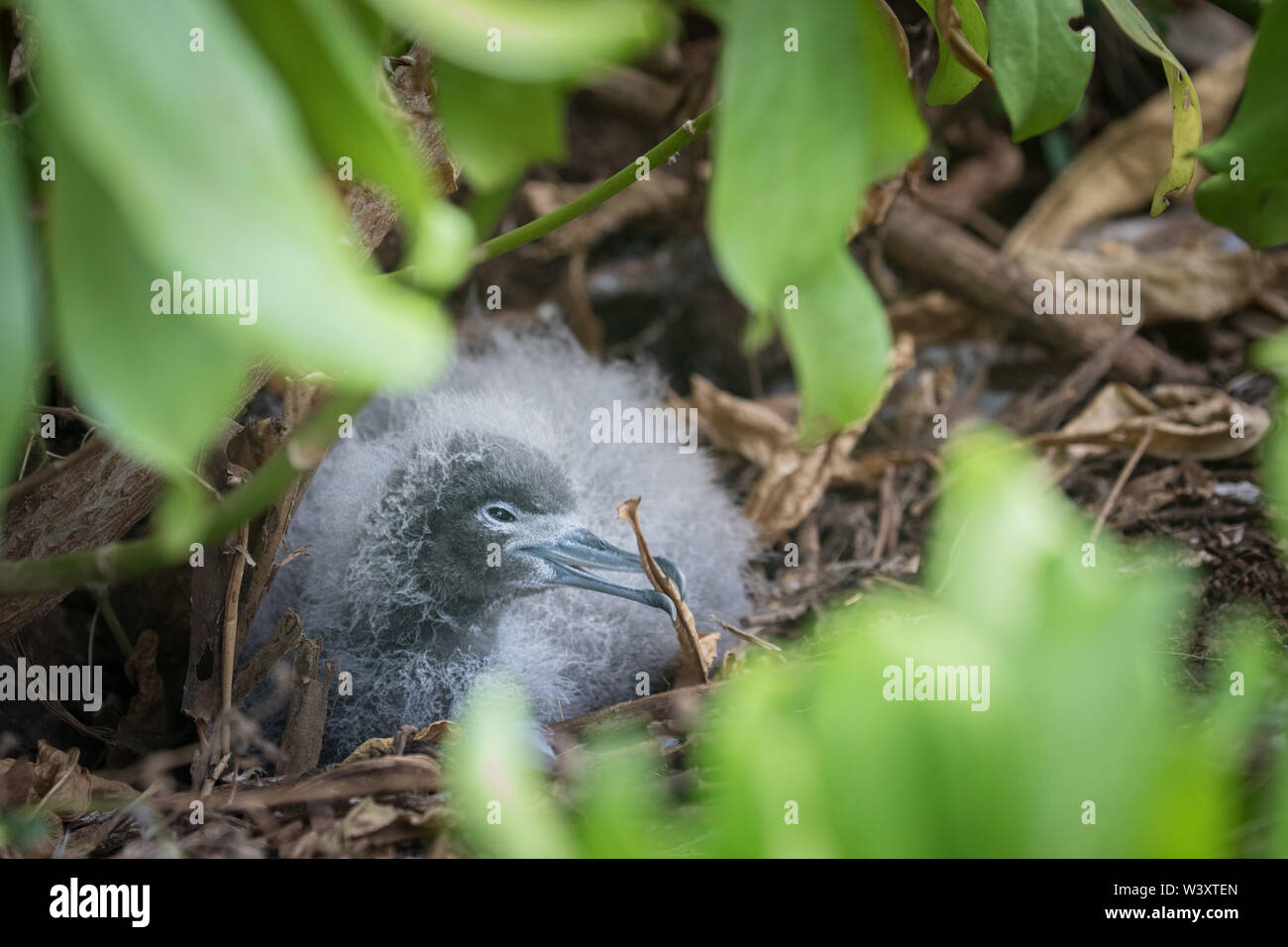 Wedge-tailed Shearwater, Puffinus pacificus, Ardenna pacifica, breed in ...