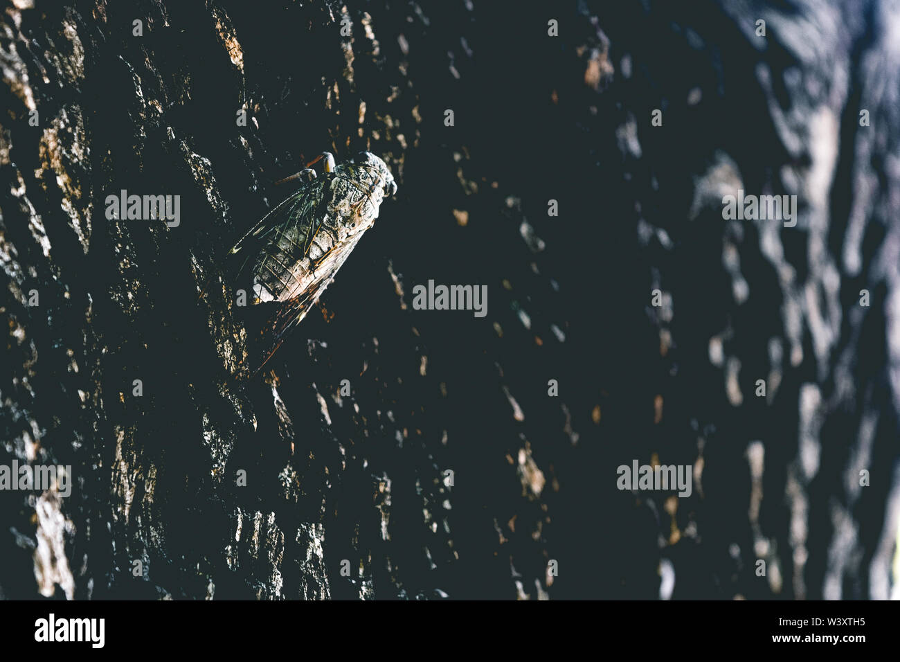 Tree cricket hi-res stock photography and images - Alamy
