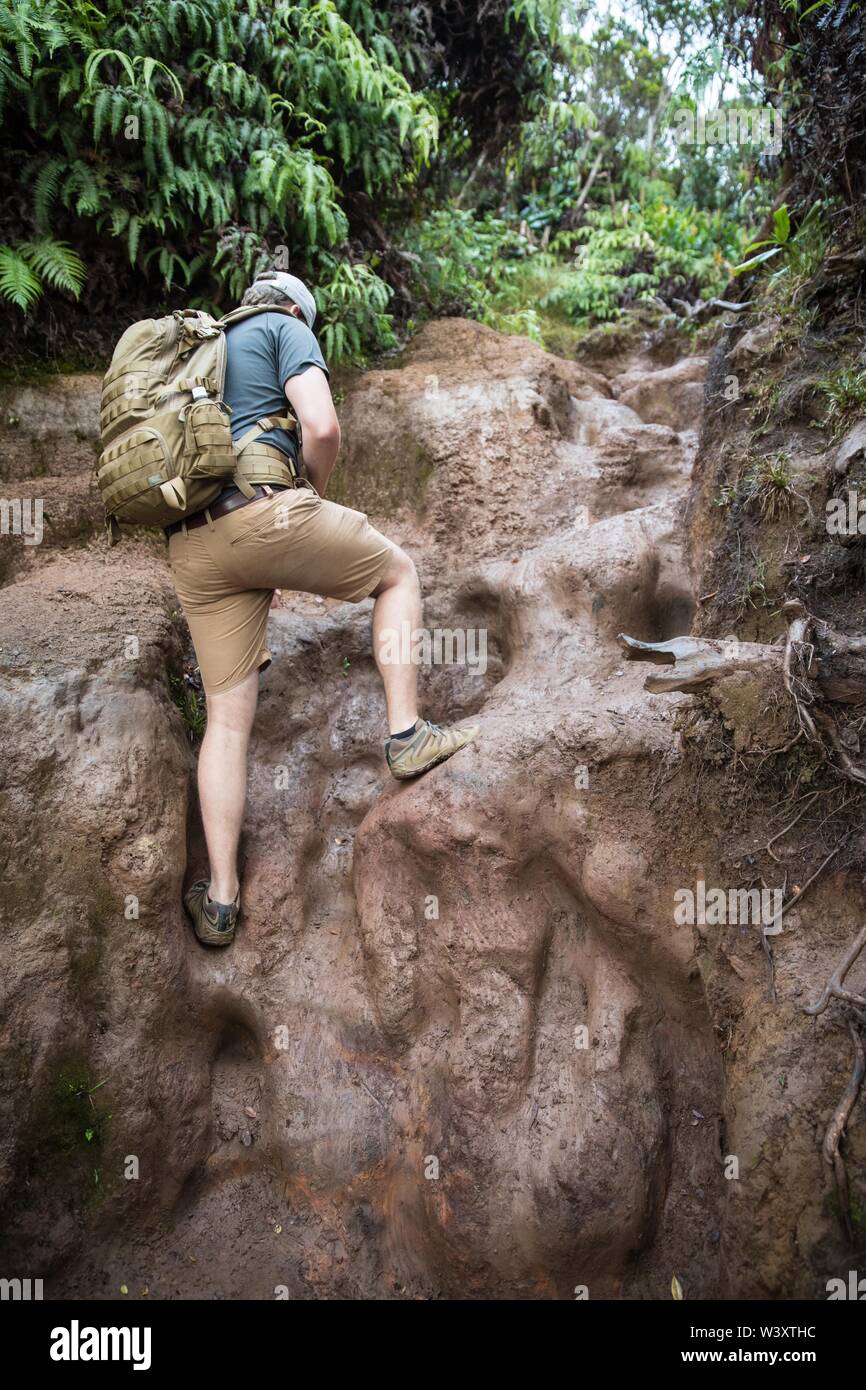 The wet, boggy Alakai Swamp Trail features many sections of wooden ...