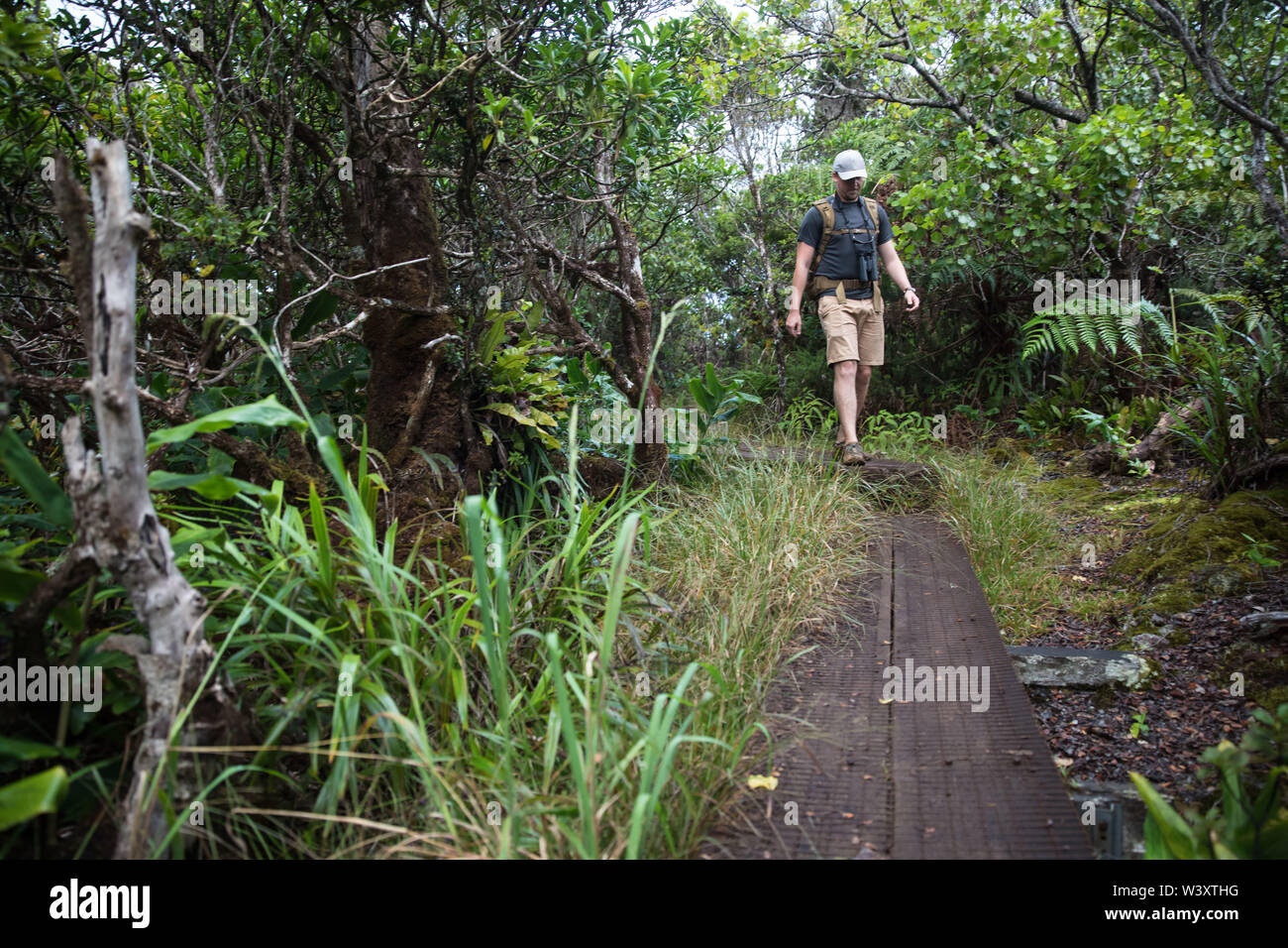 The wet, boggy Alakai Swamp Trail features many sections of wooden ...