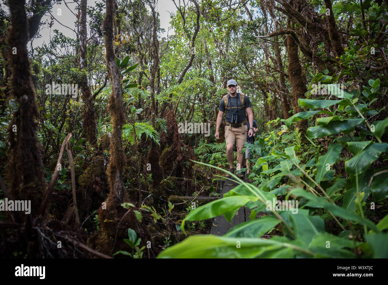 The wet, boggy Alakai Swamp Trail features many sections of wooden ...