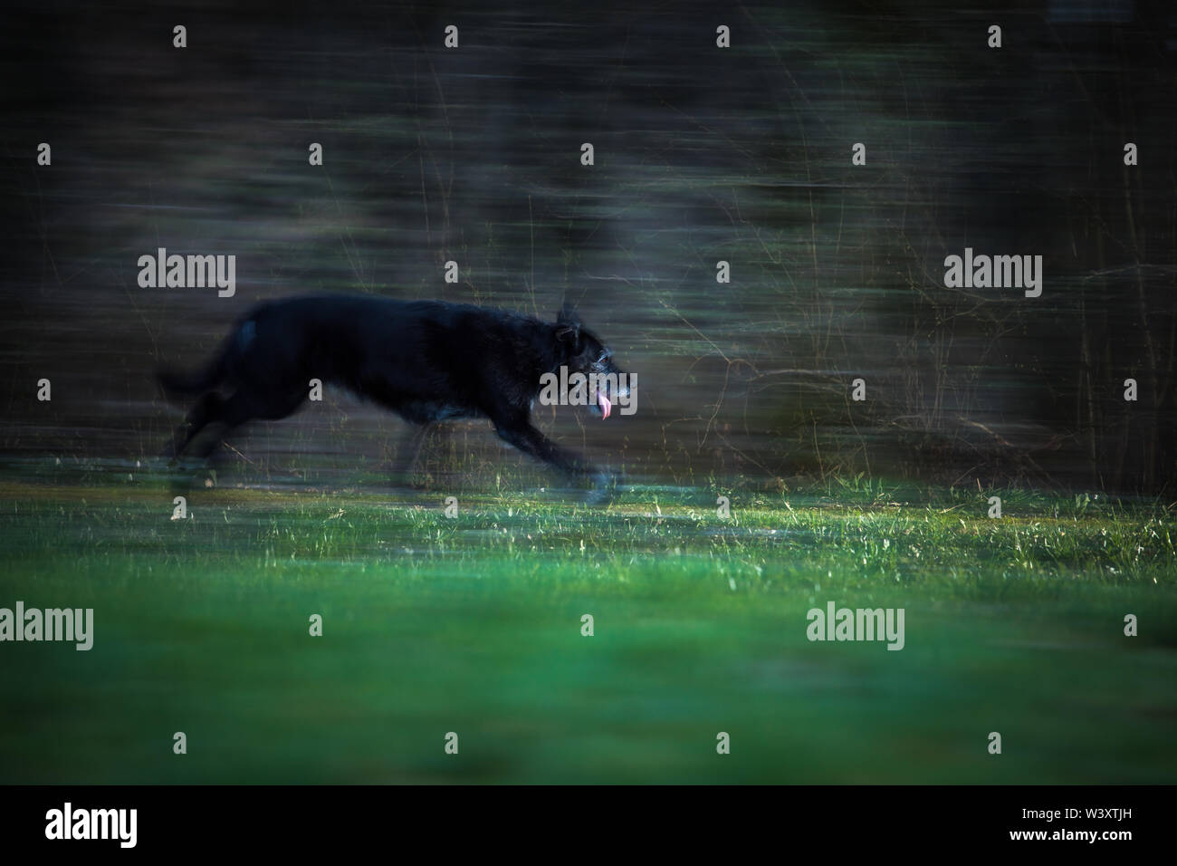 Black dog running through woods at night - motion blur technique used ...