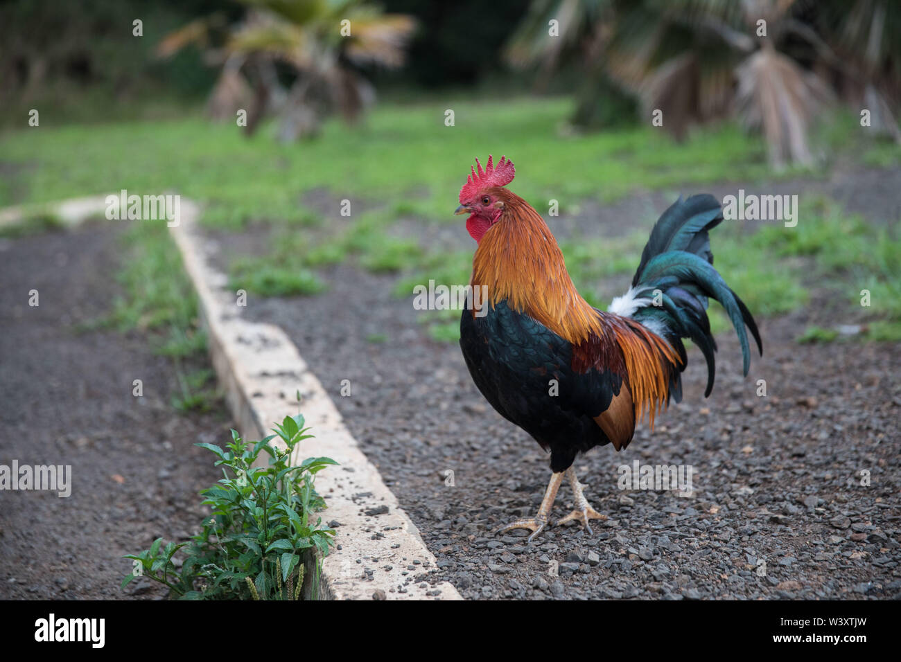 Kauai's feral chickens are descendants of jungle fowl, gallus gallus ...
