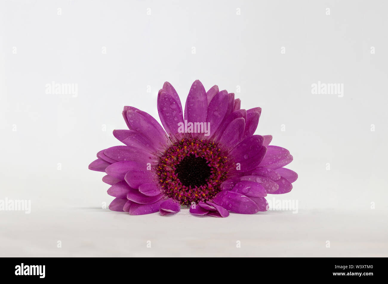 Focus Stacked Gerbera Germini flower isolated on a white background ...