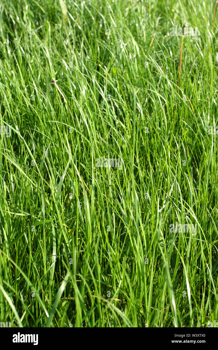 Long green grass backdrop. Vertical view Stock Photo - Alamy