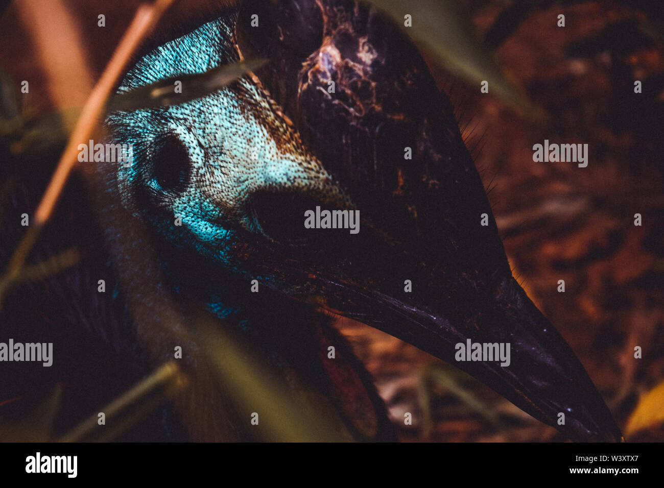 Blue emu hi-res stock photography and images - Alamy