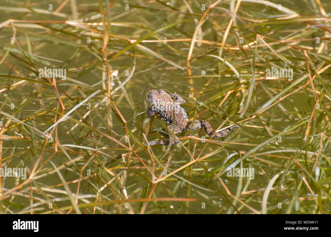 Yellow-bellied toad in pond Stock Photo - Alamy