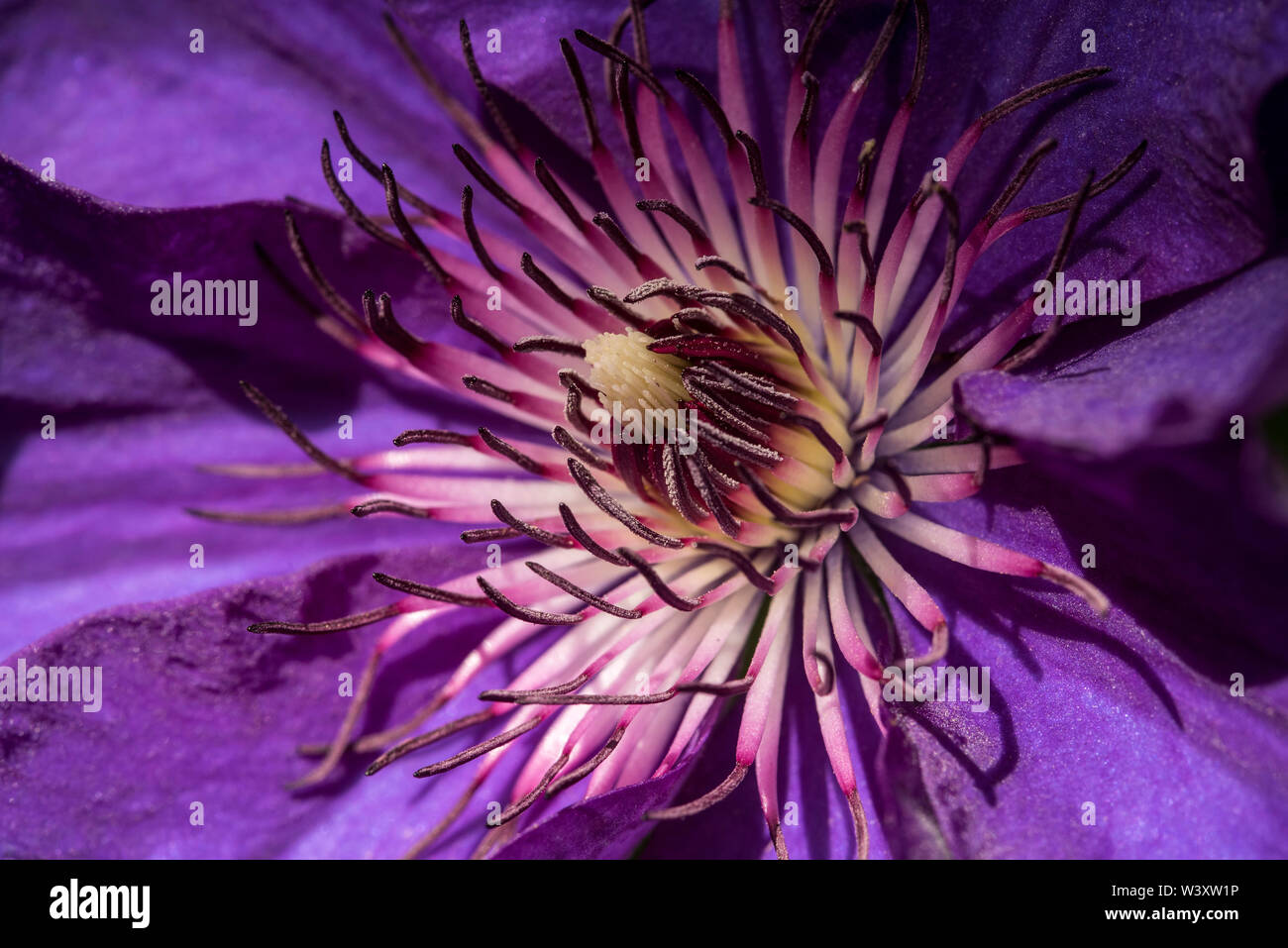 Clematis butterflies hi-res stock photography and images - Alamy